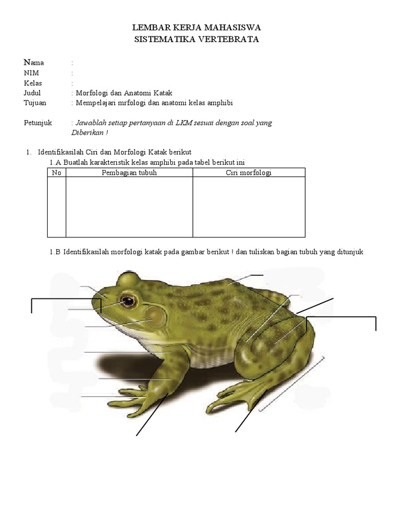 MORFOLOGI DAN ANATOMI KATAK | PDF