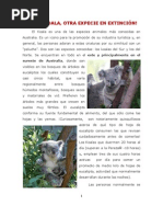 Anatomía y Fisiología de Koalas | PDF | Coala