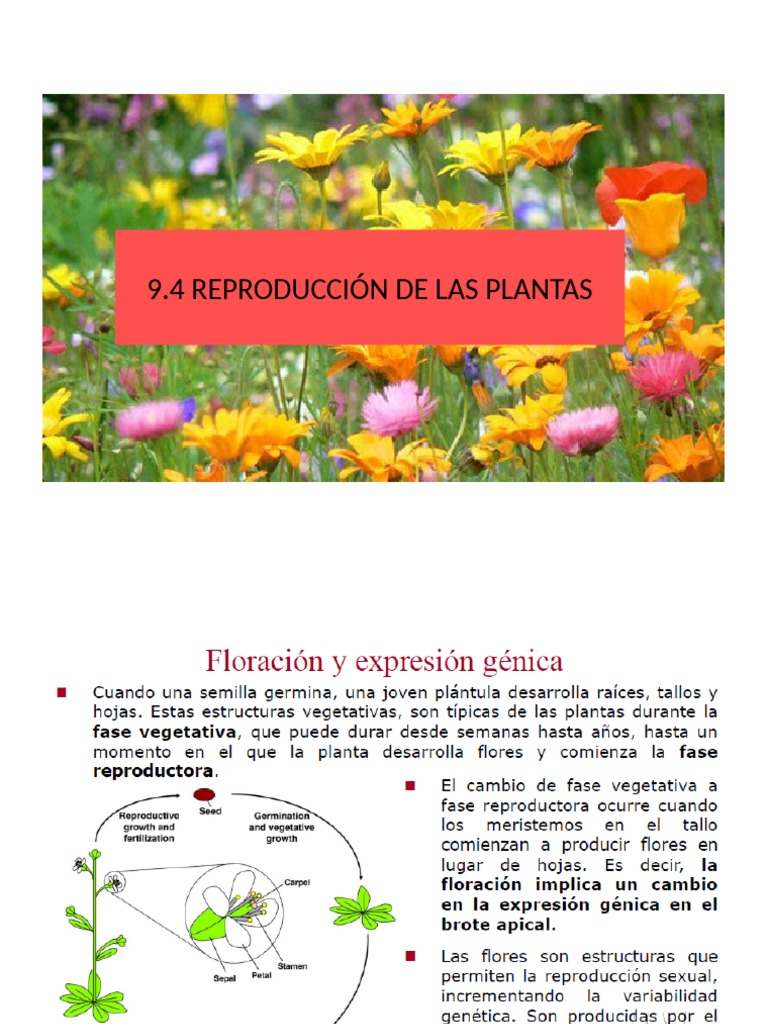 9.4 Reproducción de Las Plantas | PDF | Flores | Germinación