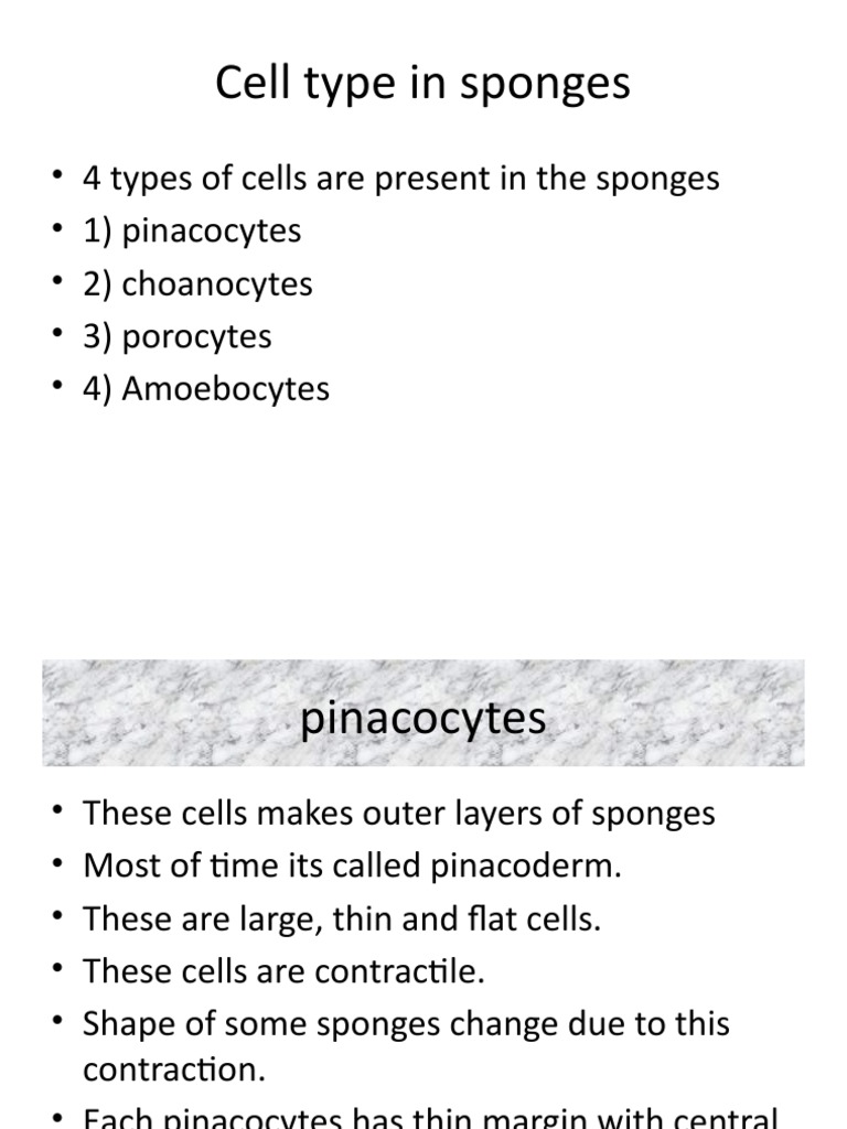 Cell Type in Sponges | PDF | Sponge | Zoology