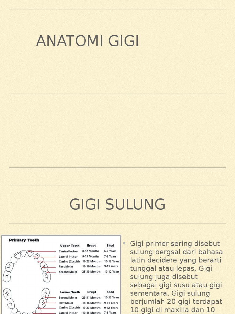Perbedaan Gigi Sulung dan Permanen | PDF