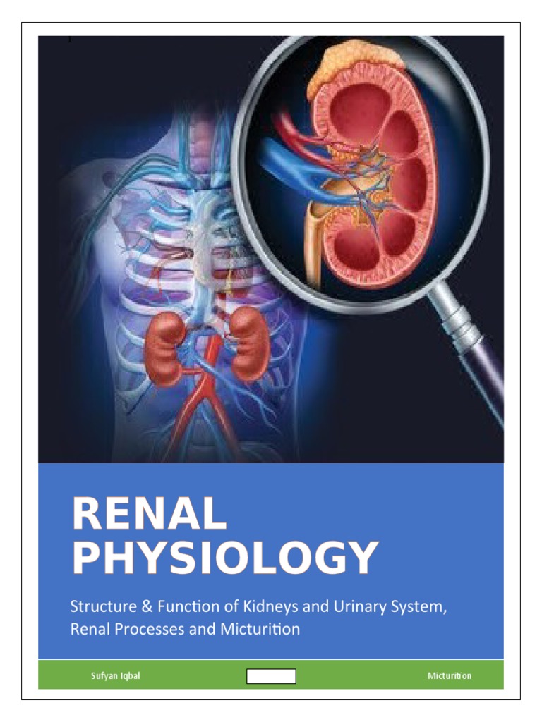 Renal Physiology | PDF | Kidney | Angiotensin