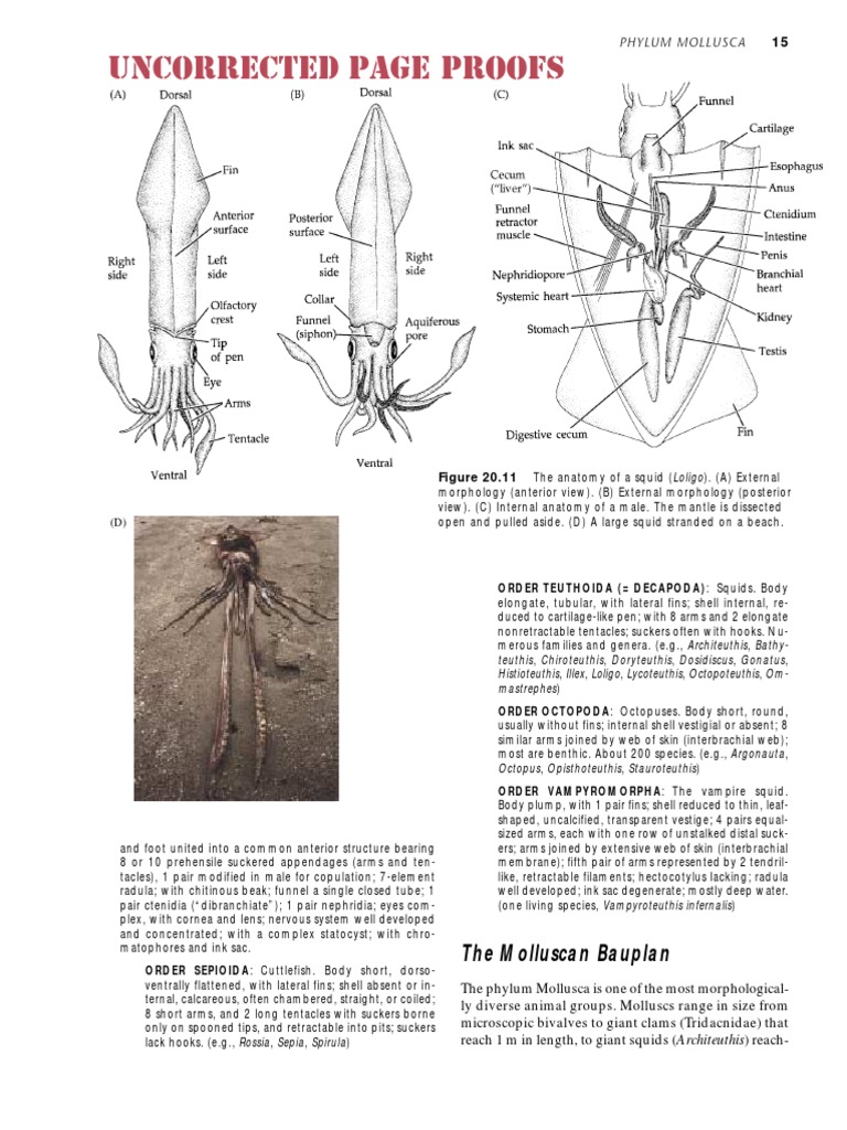 The Molluscan Bauplan PDF | PDF | Mollusca | Bivalvia