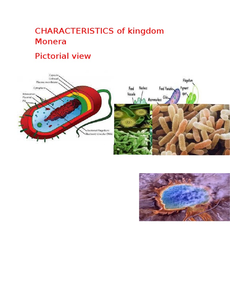 Bacteria Characteristics | PDF