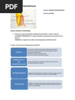Proceso Alveolar | PDF | Hueso | Anatomía