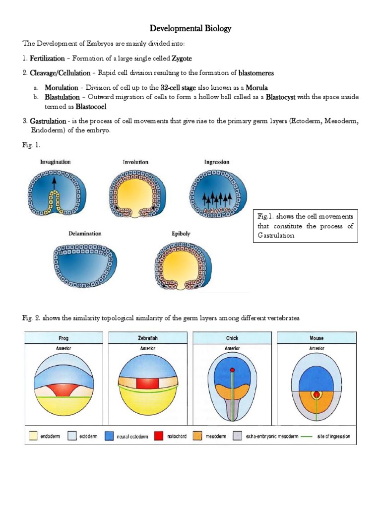 Developmental Biology | PDF | Skeleton | Reproduction