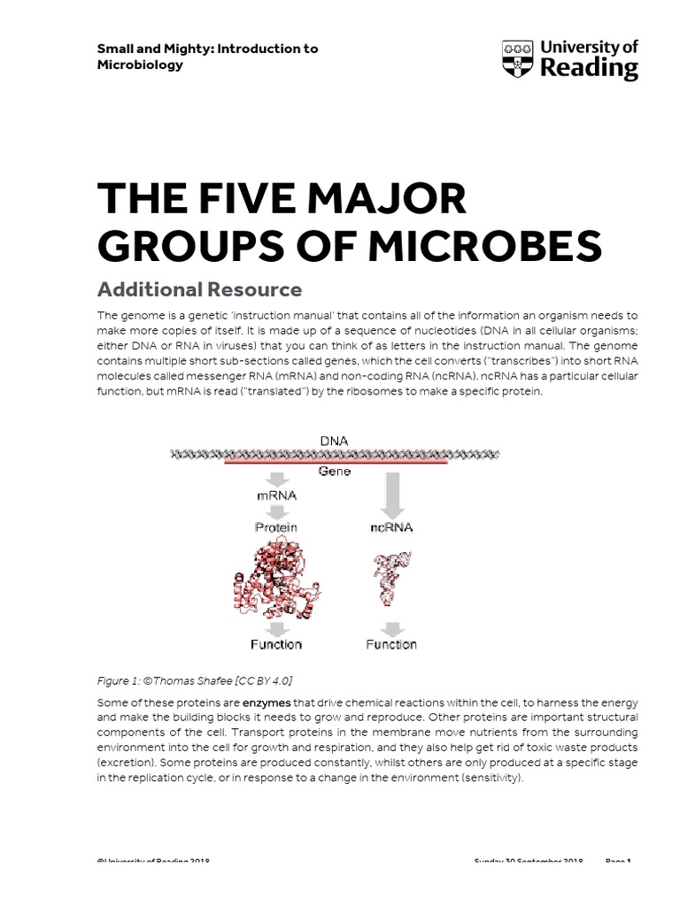 The Five Major Groups of Microbes: Additional Resource | PDF | Cell ...