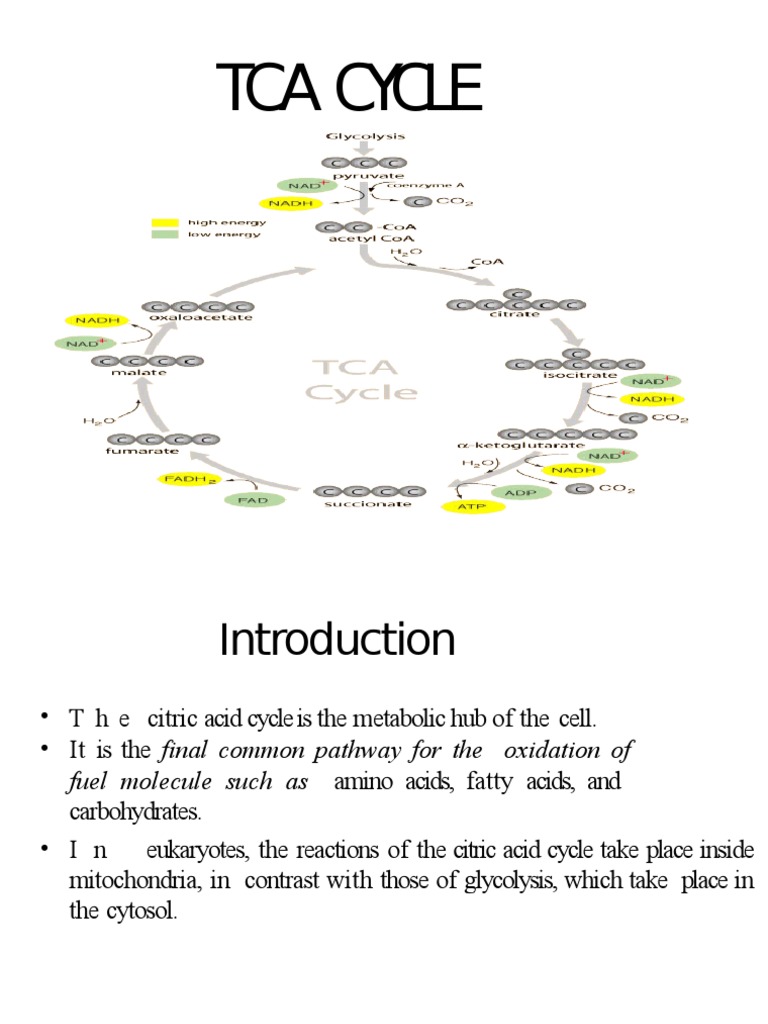 TCA Cycle PPT Lec | Download Free PDF | Citric Acid Cycle | Diet ...