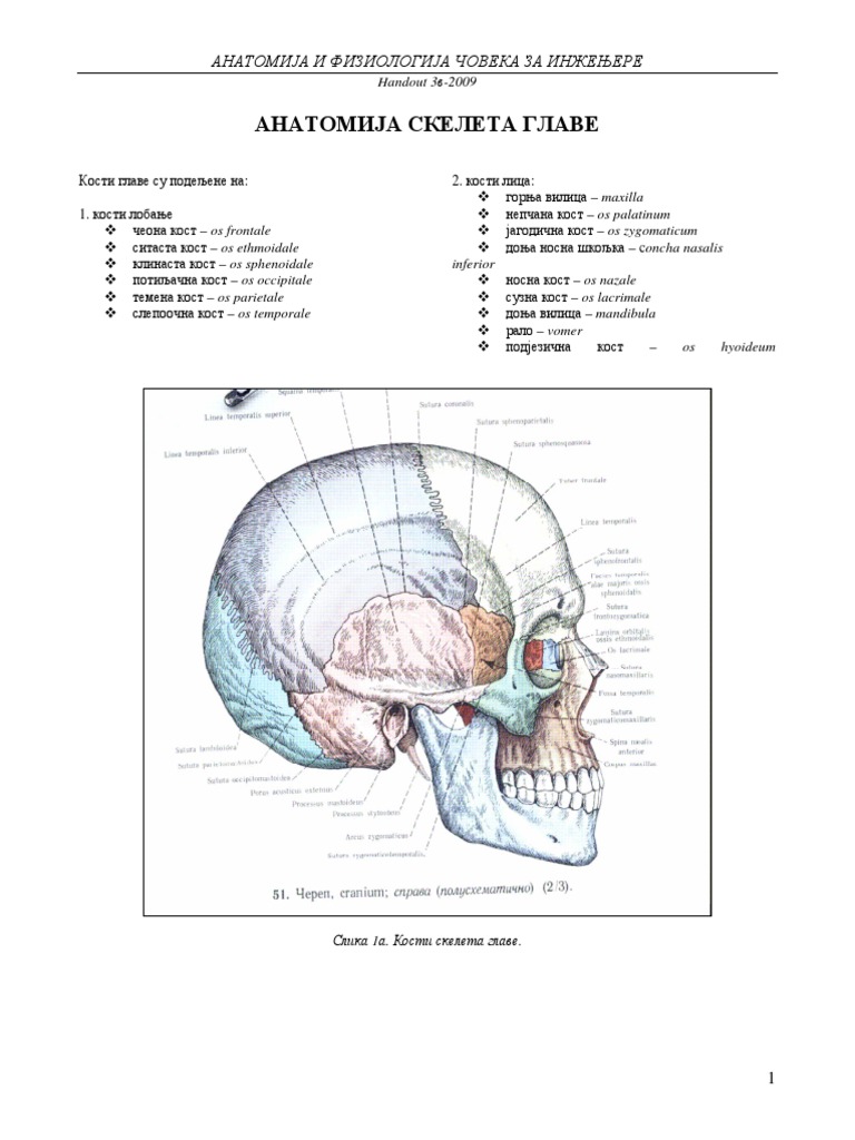 Anatomija Skeleta Glave PDF | PDF