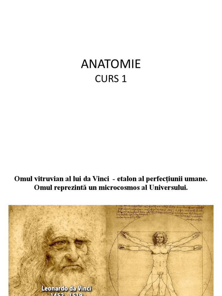 ANATOMIE 1 Oase Clasificare Coloana Vertebrala Pelvis | PDF