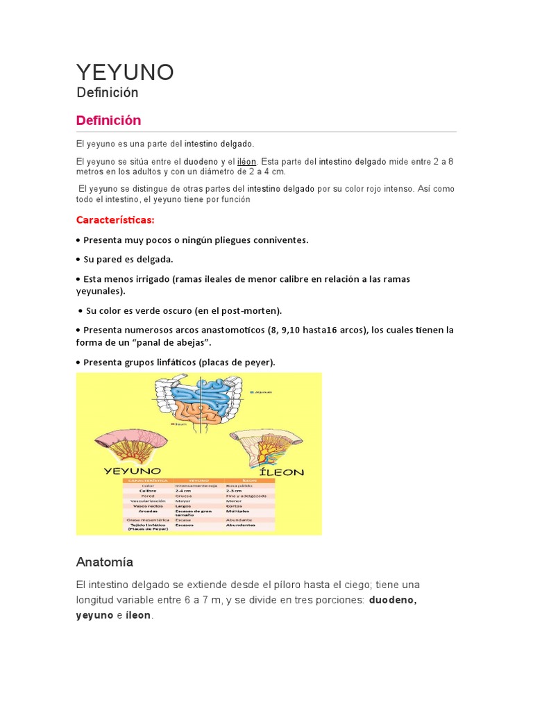 YEYUNO | PDF | Intestino delgado | Gastroenterología