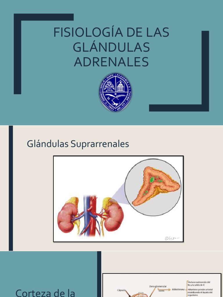 Fisiologia Glandulas Adrenales | Descargar gratis PDF | Glándula ...