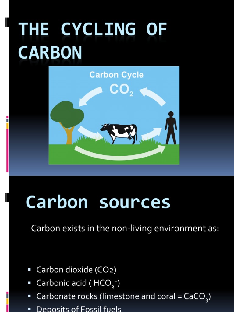 Carbon Cycle Powerpoint | PDF