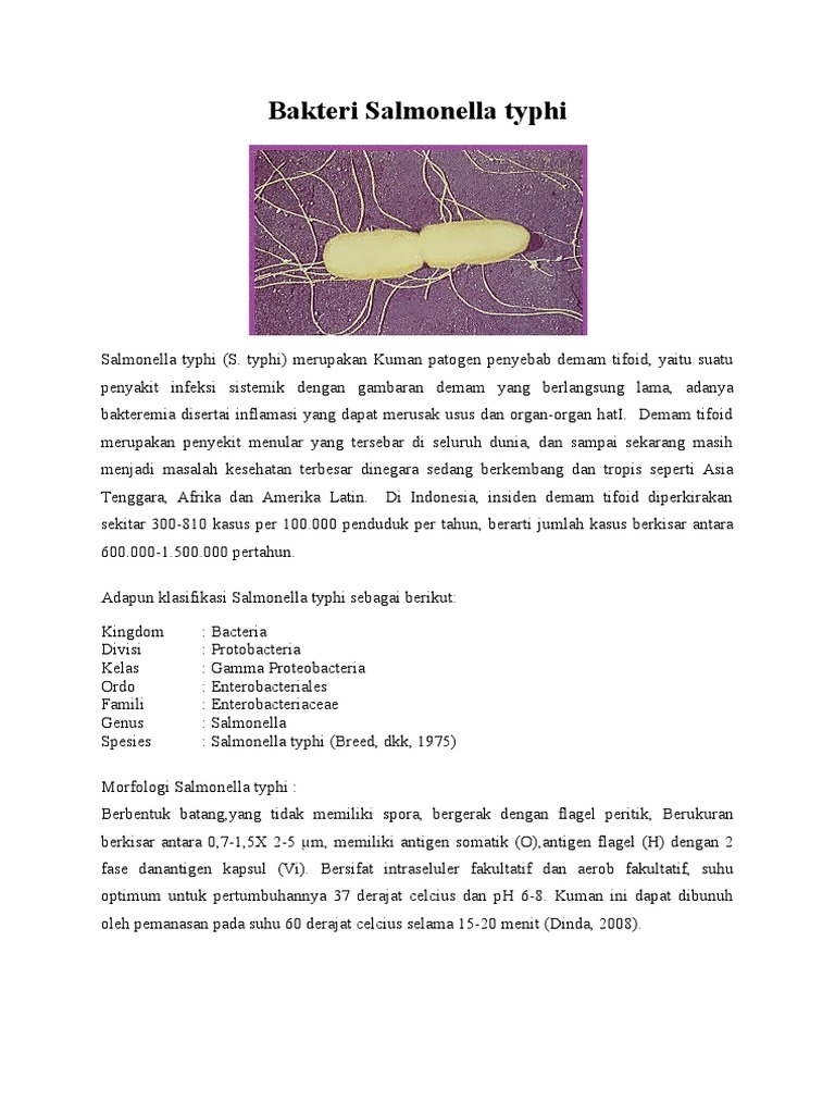 Bakteri Salmonella Typhi | PDF