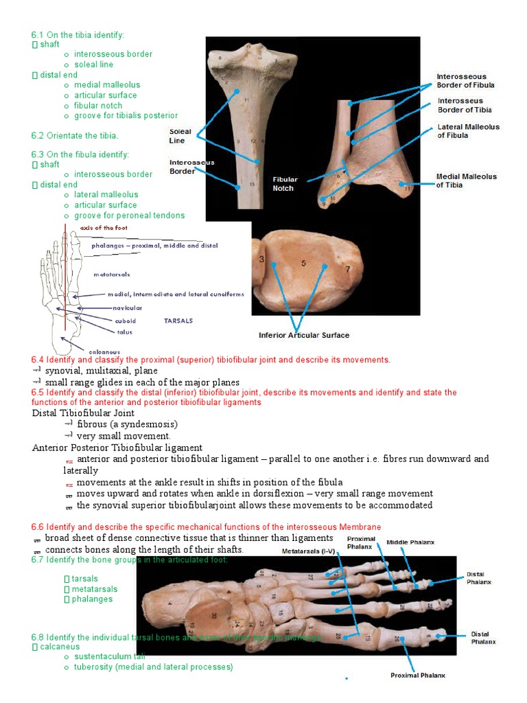 Anatomy Notes Physiotherapy | PDF | Foot | Ankle
