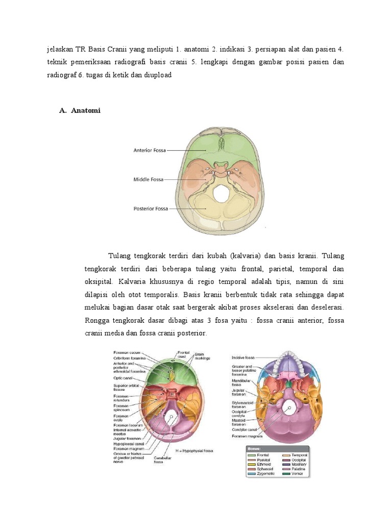 Radiografi Basis Cranii: Anatomi dan Teknik Pemeriksaannya | PDF