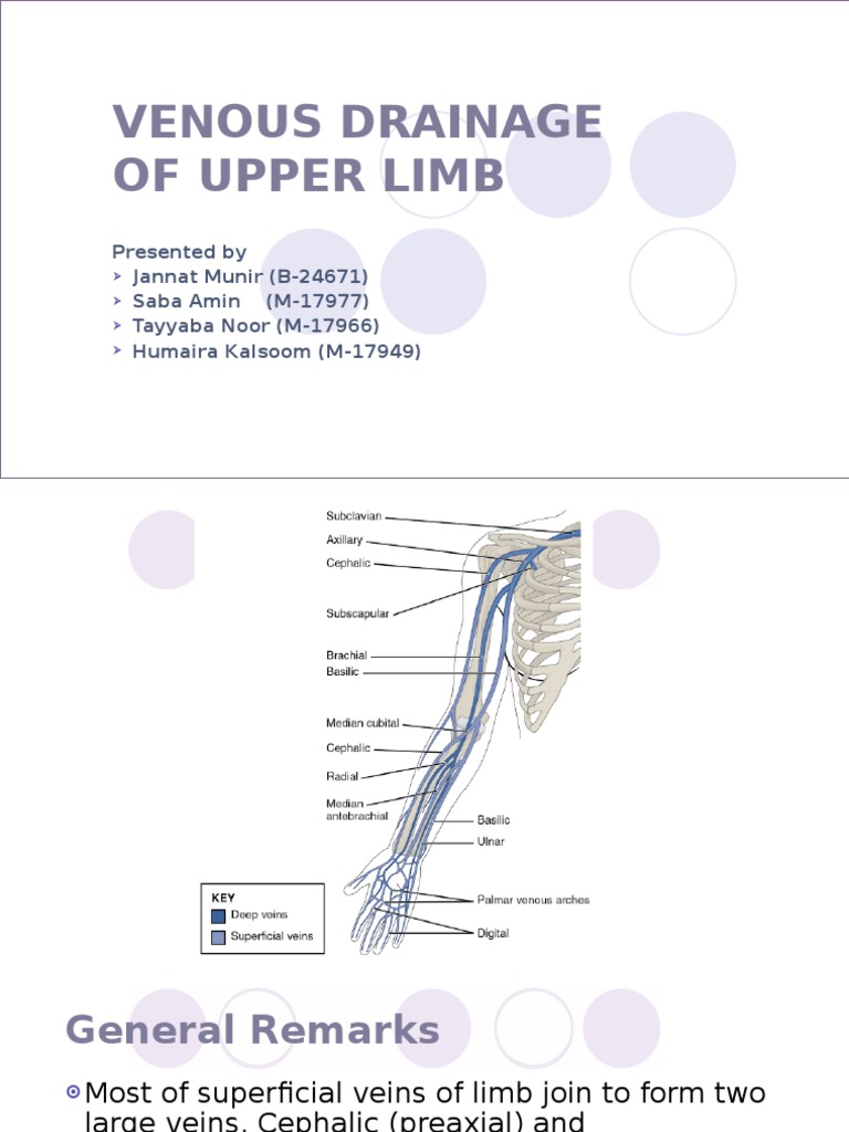 Upper Limb Venous Drainage Guide | PDF | Travel | Science & Mathematics