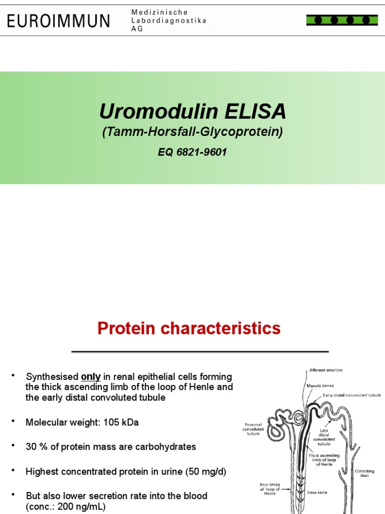 Uromodulin - ELISA - en 04 - 2016 - VH | PDF | Renal Function | Chronic ...