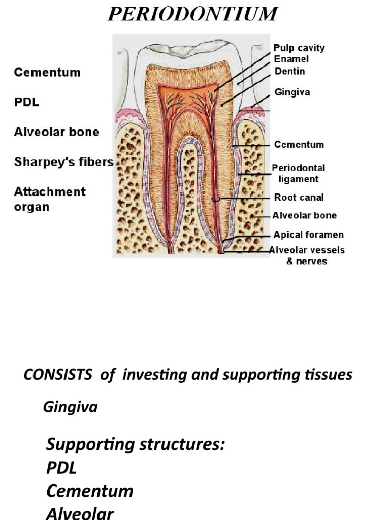 Periodontium | PDF | Dentistry Branches | Anatomy