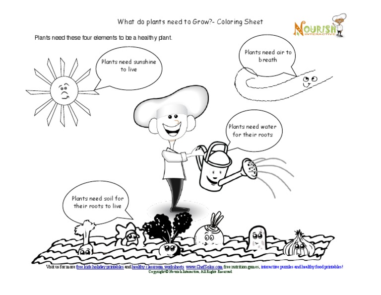 Plants Needs Coloring Sheet Activity | PDF