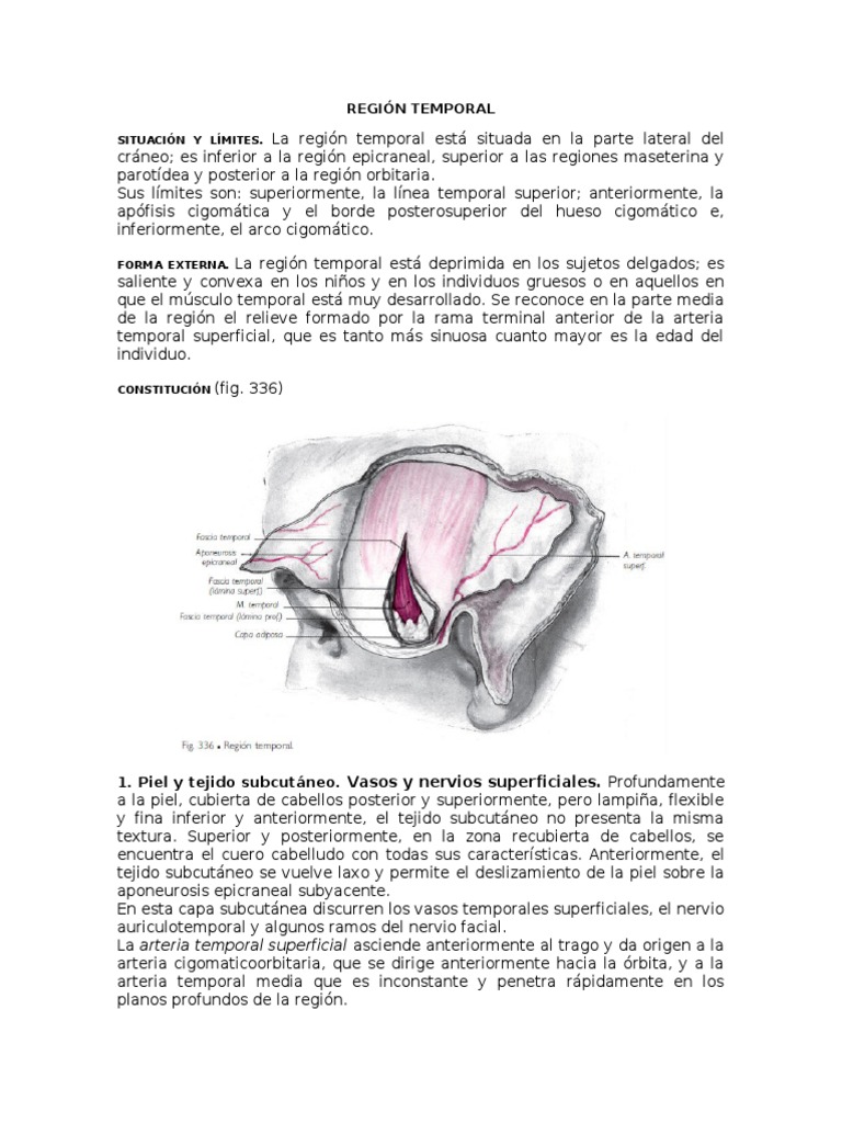 9 Región Temporal | PDF | Anatomía humana | Cabeza y cuello humanos