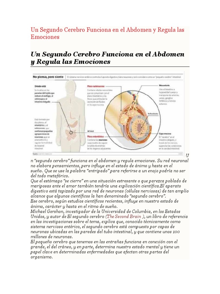 El Segundo Cerebro | PDF | Serotonina | Cerebro