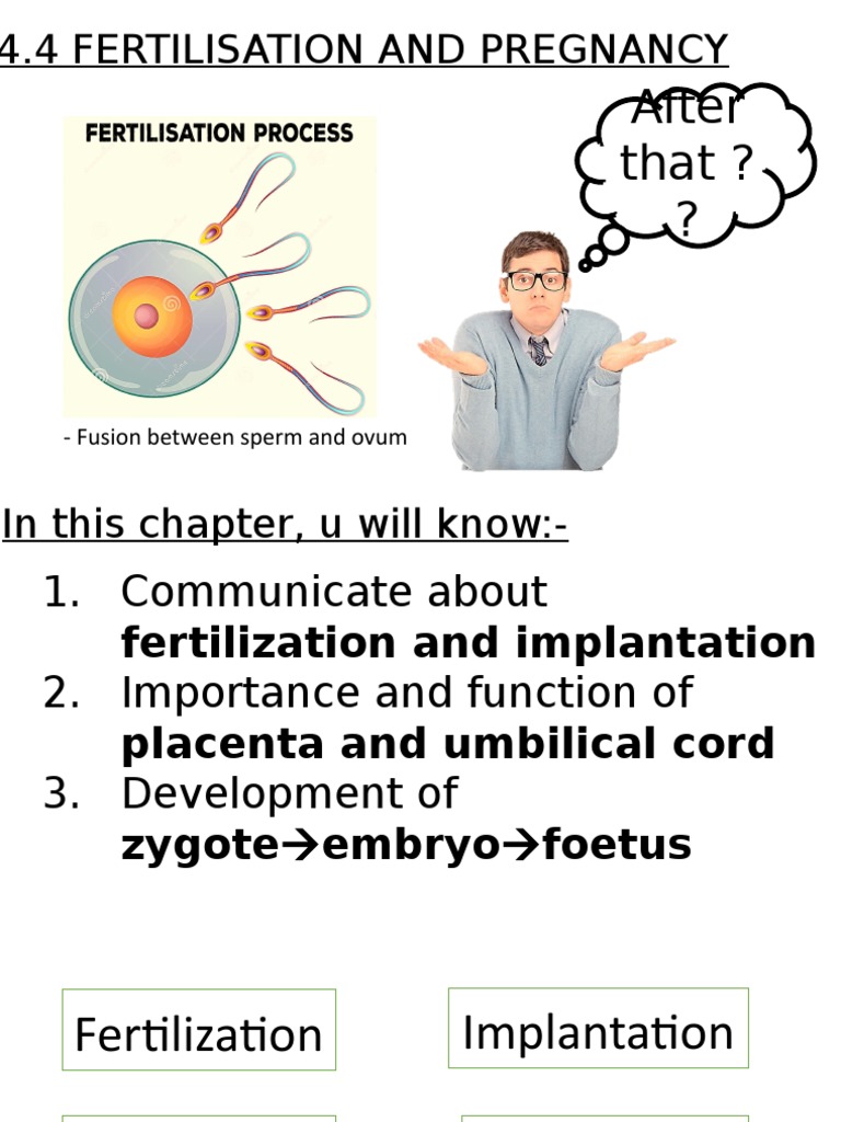The Stages of Fertilization, Pregnancy Development, and the Roles of ...