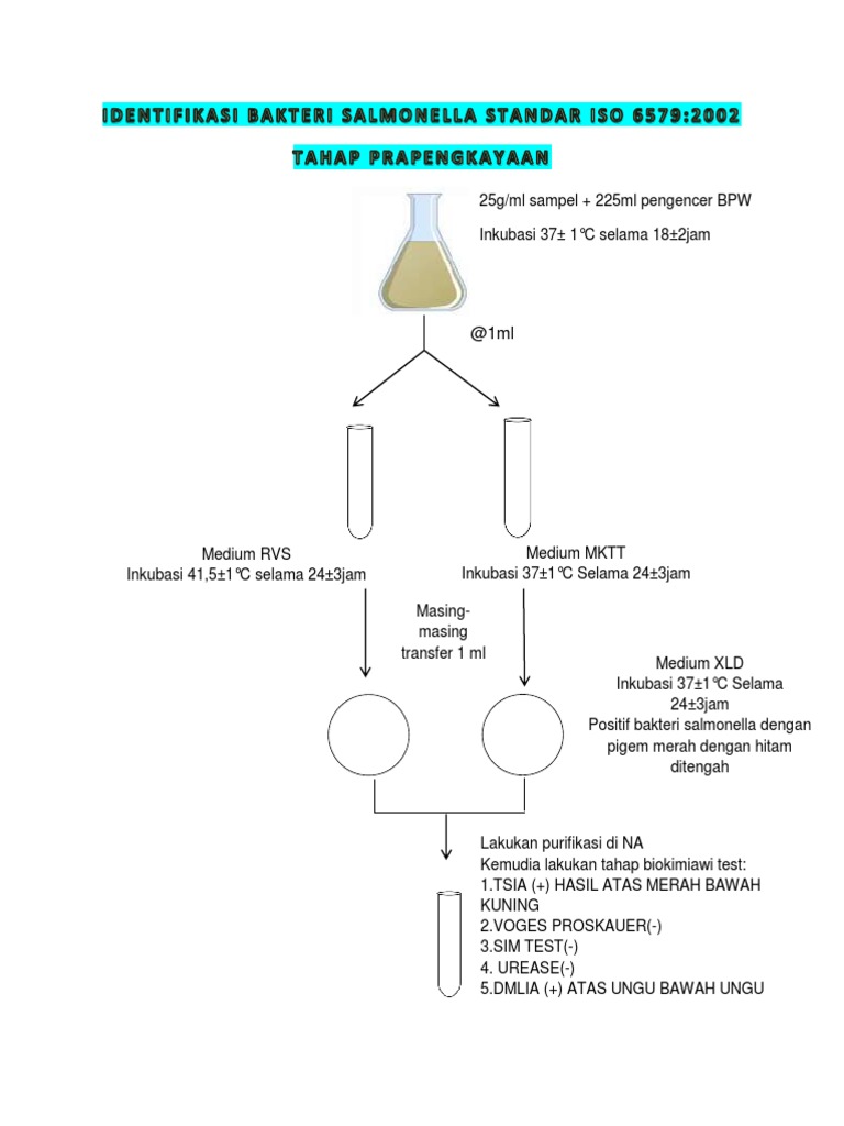 Identifikasi Bakteri Salmonella Standar Iso 6579 | PDF