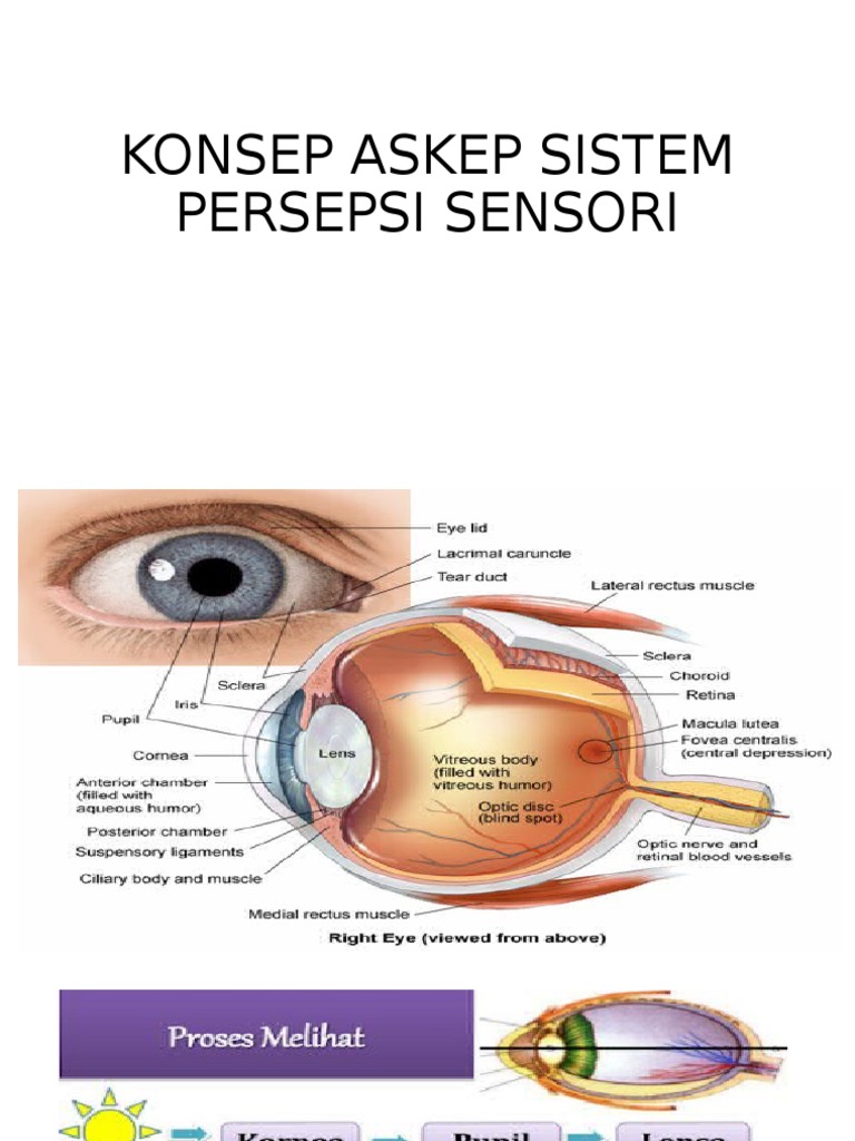 Konsep Askep Sistem Persepsi Sensori | PDF