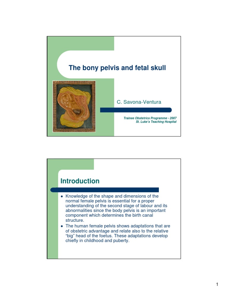 Pelvic and Fetal Skull Anatomy | PDF | Pelvis | Vertebral Column