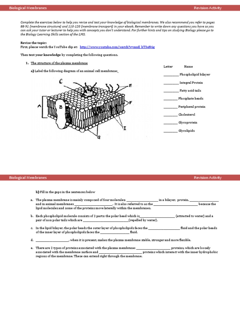 Cell Membrane Worksheets | PDF | Lipid Bilayer | Biological Membrane