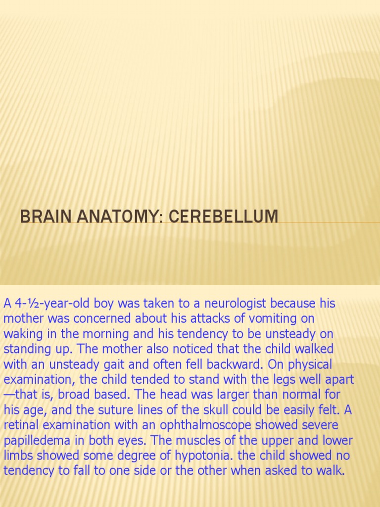 Cerebellum Top 1 | PDF | Cerebellum | Primate Anatomy