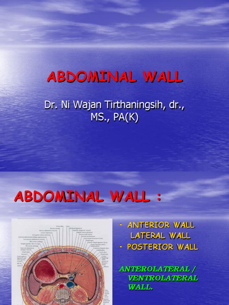 Abdominal Wall and Hollow Organ | PDF | Aorta | Stomach