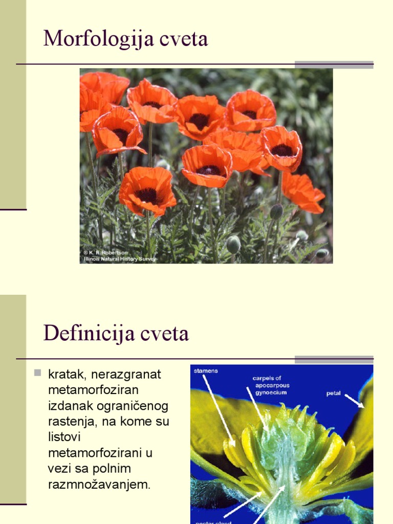 Morfologija Cveta | PDF