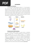 Tabla de Identificacion Enterobacterias | PDF | Las bacterias ...