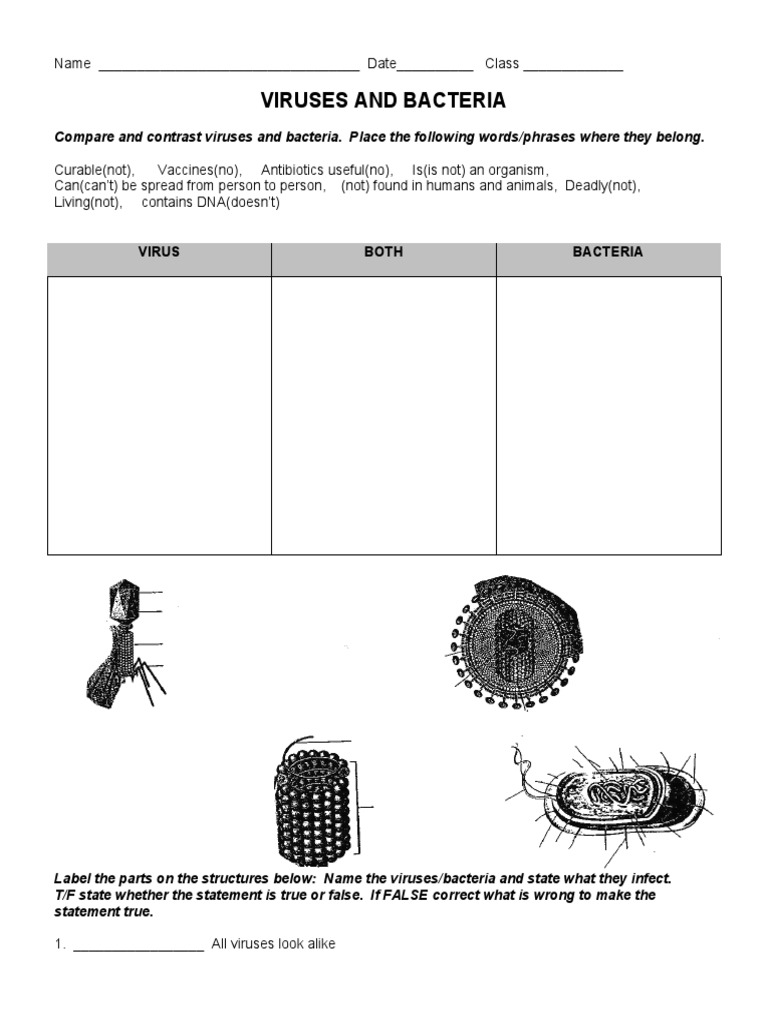Viruses and Bacteria Comparison Worksheet | PDF