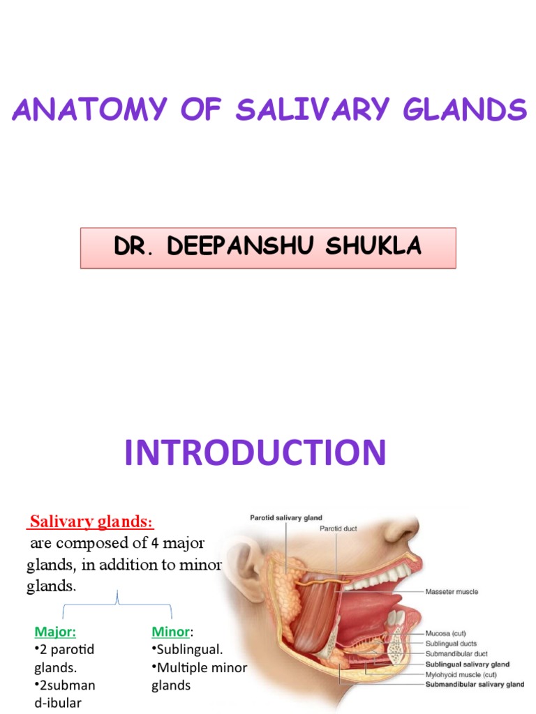 Anatomy of Salivary Glands | PDF | Human Head And Neck | Primate Anatomy