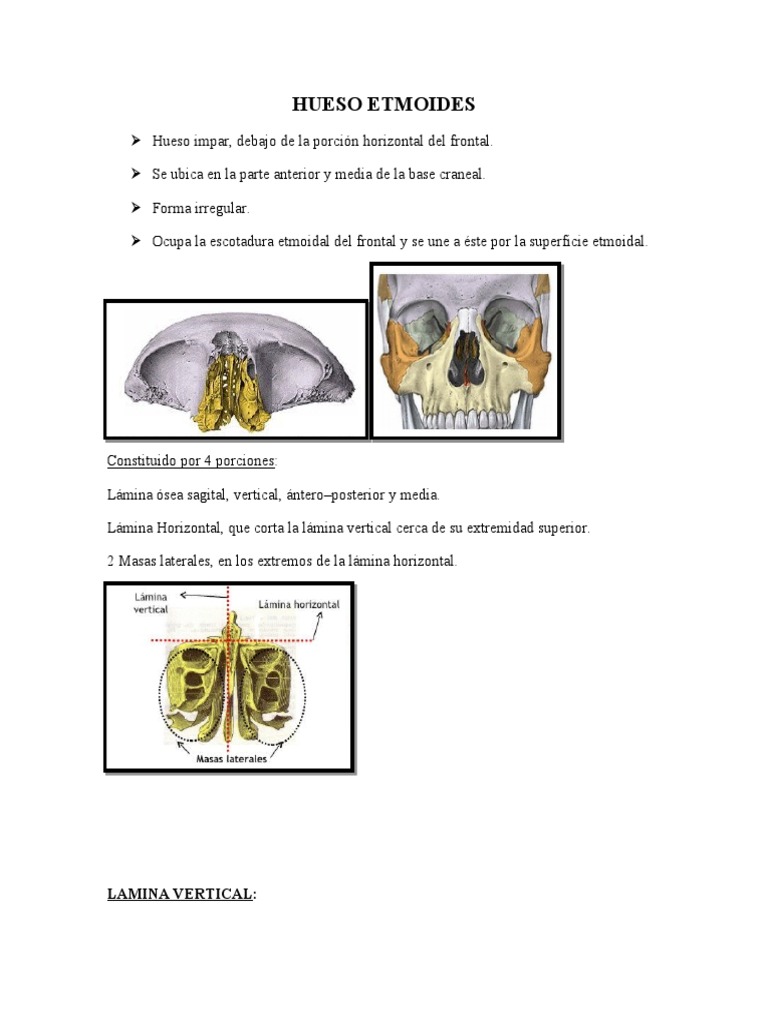 Etmoides | PDF | Cabeza y cuello humanos | Anatomía humana
