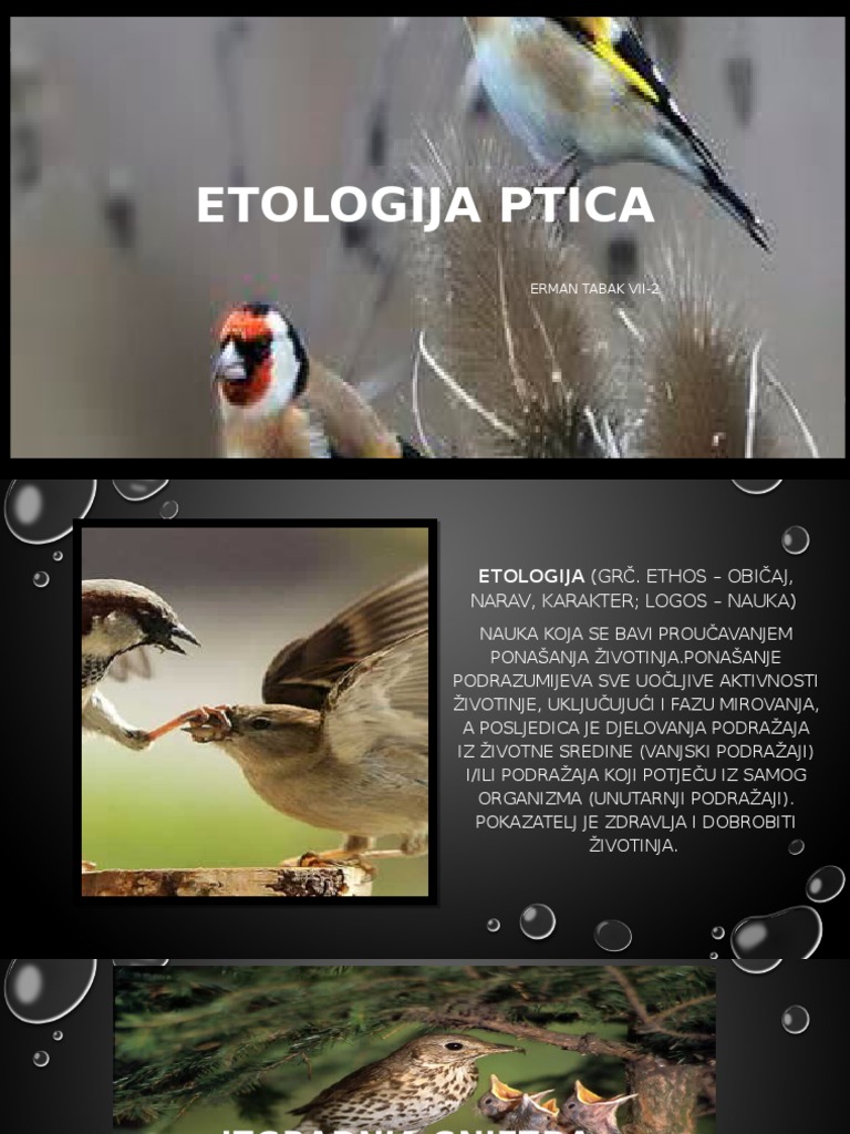 Razlicitost Ptica | PDF