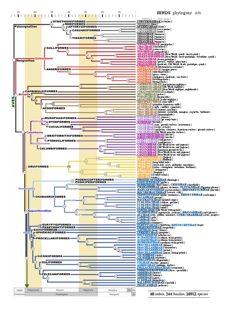 AVES - Birds Phylogeny, Orders, Families and Species | Download Free ...