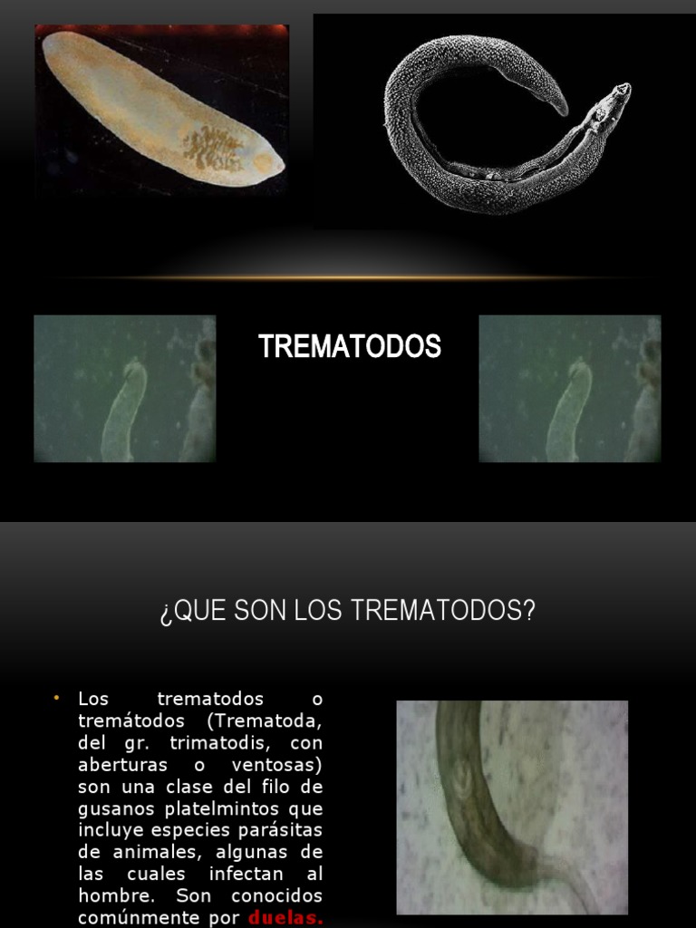 TREMATODOS | PDF