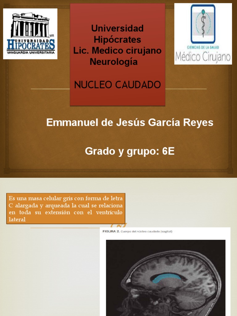 Anatomía y Función del Núcleo Caudado | PDF | Salud y bienestar ...