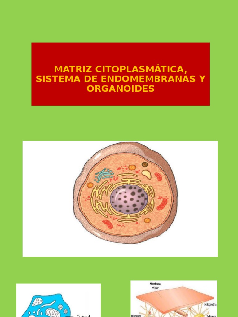 Matriz Citoplasmática, Sistema de Endomembranas y Organoides | PDF
