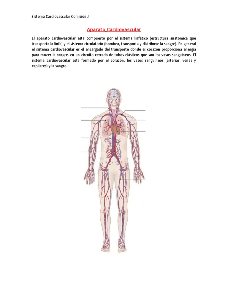 El sistema cardiovascular: estructura, función y componentes | PDF ...
