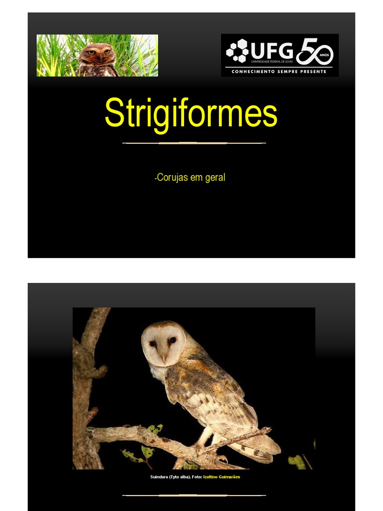 Ordem Strigiformes - Ordem Das Corujas | PDF | Coruja | Aves