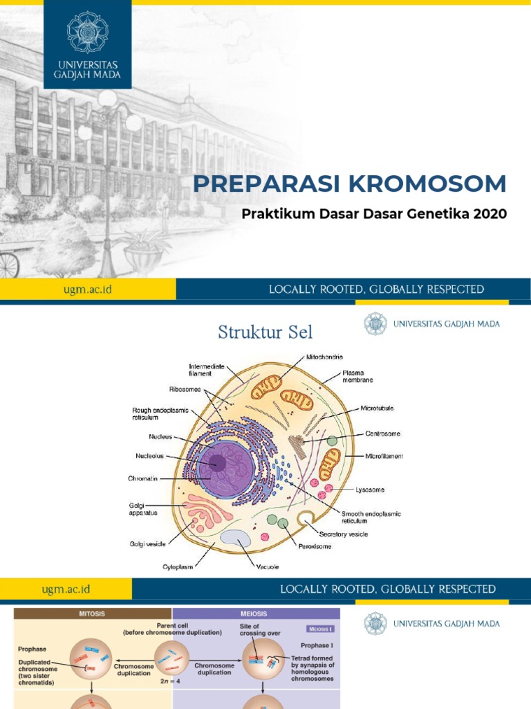 Metode Preparasi Kromosom Sel Aktif | PDF