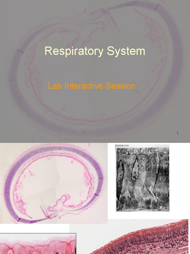 Respiratory System: Lab Interactive Session | PDF | Epithelium | Thorax ...