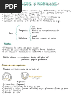 Fórmula Dentaria | PDF | Anatomia dental | Diente