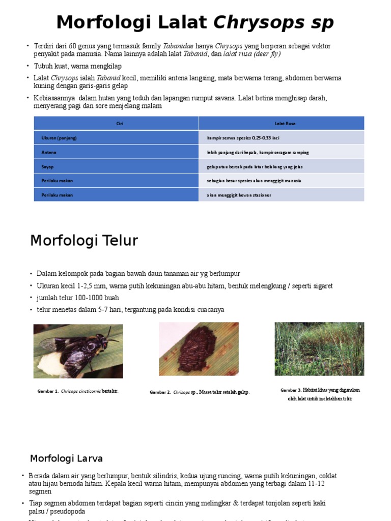 Lalat Crysops | PDF