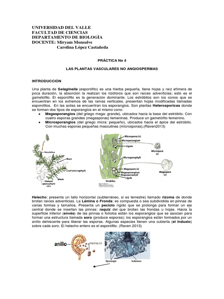 Morfología de Plantas Vasc. No Angiospermas | PDF | Espora | Hoja